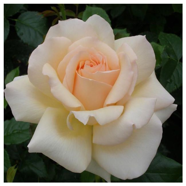 Chandos Beauty Rose Bush | The Real Flower Company