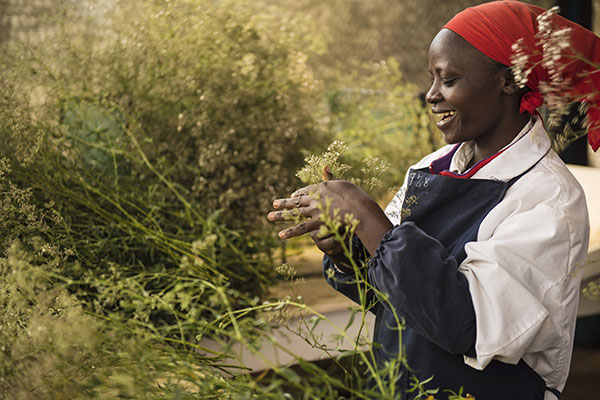 News from our Kenyan flower farm Tambuzi | The Real Flower Company blog
