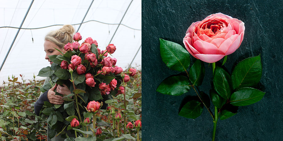 Best of British – our team pick their favourite English roses | The ...