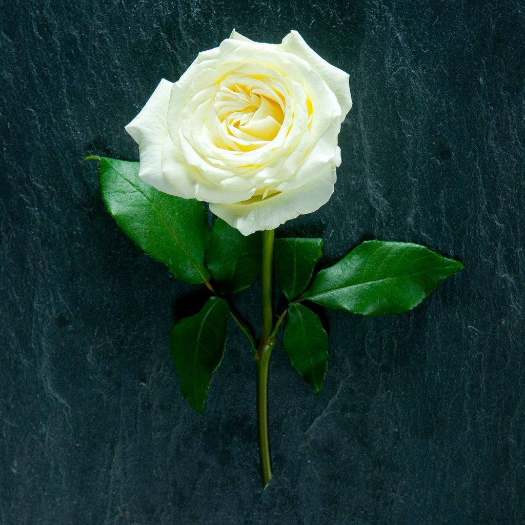 Vitality Garden Rose