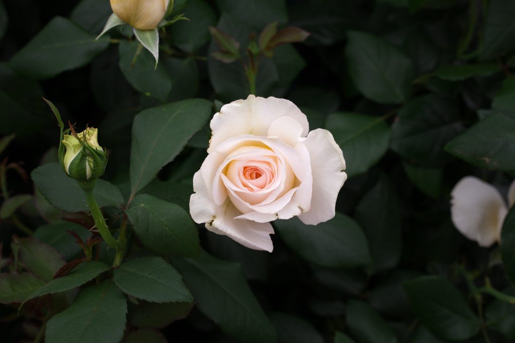 The Best Roses at The Chelsea Flower Show | The Real Flower Company blog