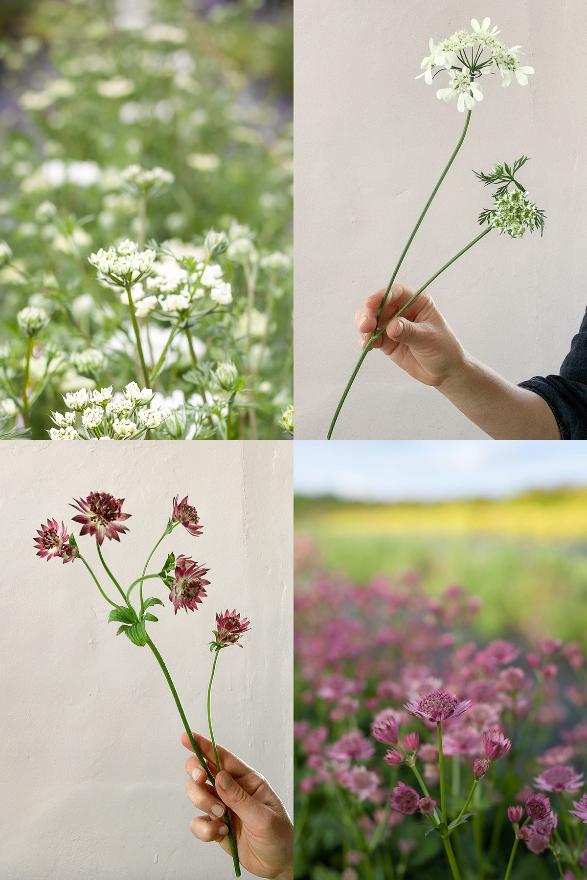 Getting the Most from your Fresh from the Farm English Flower Box | The ...
