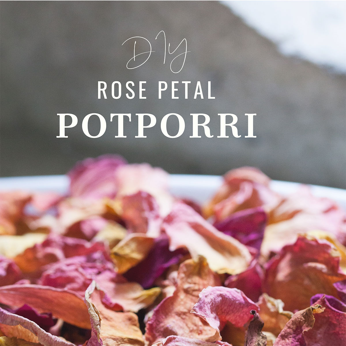 The Real Flower Company blog | The Real Flower Company blog