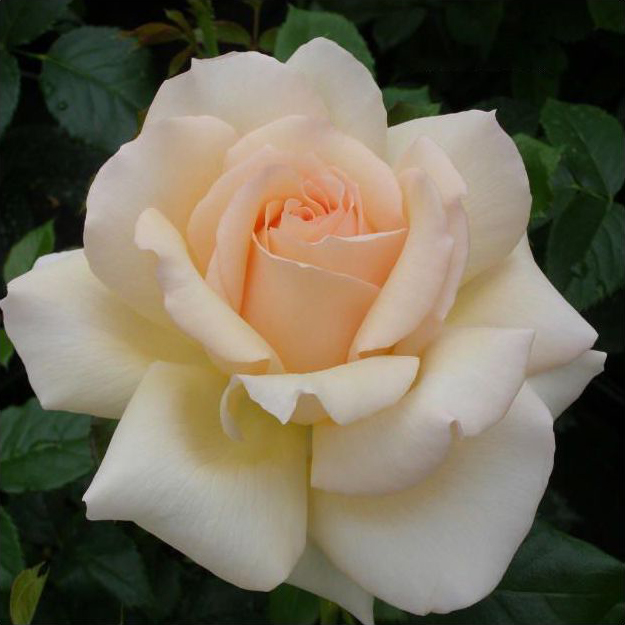 The Best Rose Plants to Grow for Scent (and Beauty) in the Garden | The ...