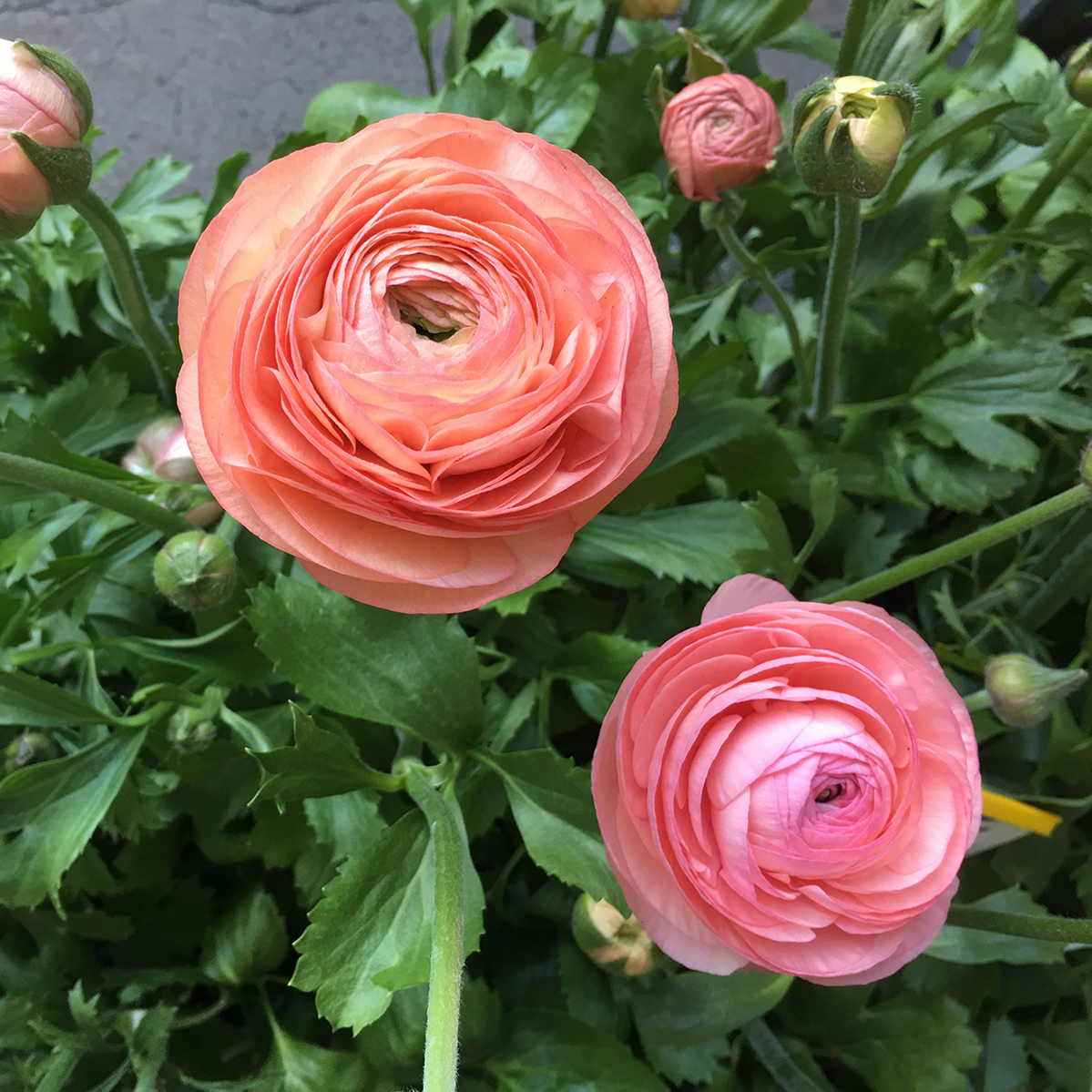 March on Our English Flower Farm | The Real Flower Company blog