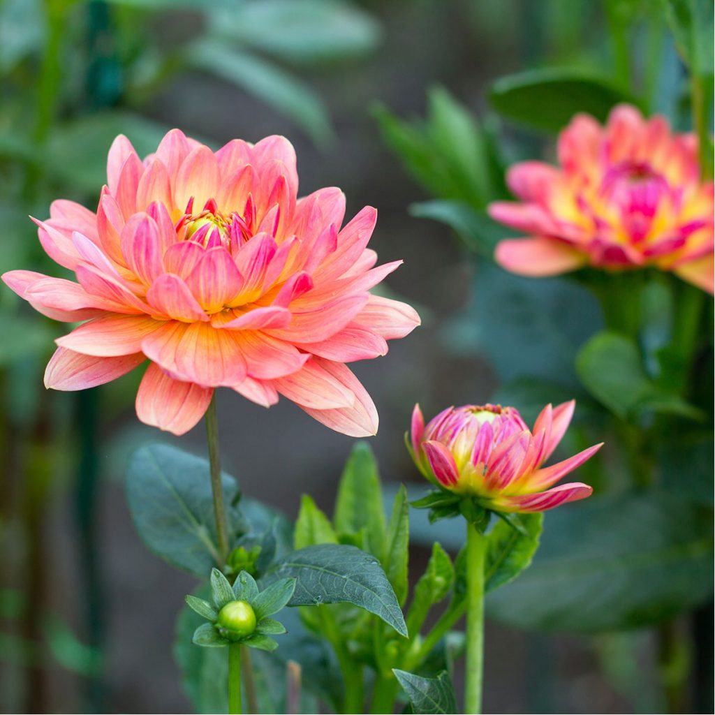 The Real Flower Company blog